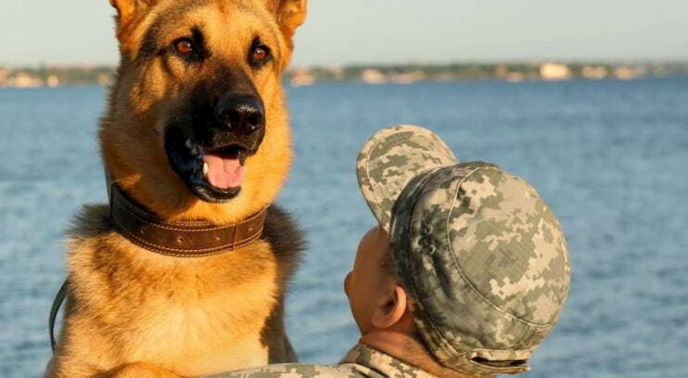 Famous Dogs in Battle & War | Prudent Pet Insurance